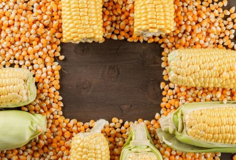 Dry Corn Suppliers -Bulk Corn Meal, Corn Grits & Corn Flour | USA