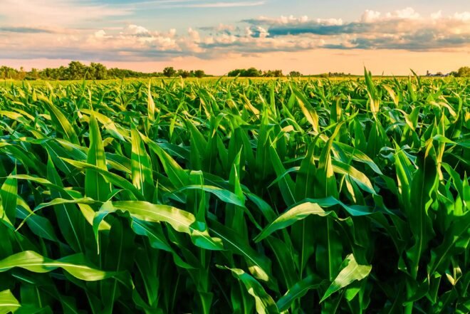 June 2026 WASDE Report: Corn, Dry Beans & Market Outlook